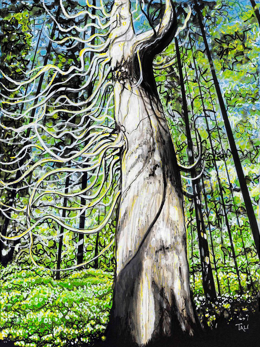 YELLOW CEDAR – CREATURES OF THE SUN